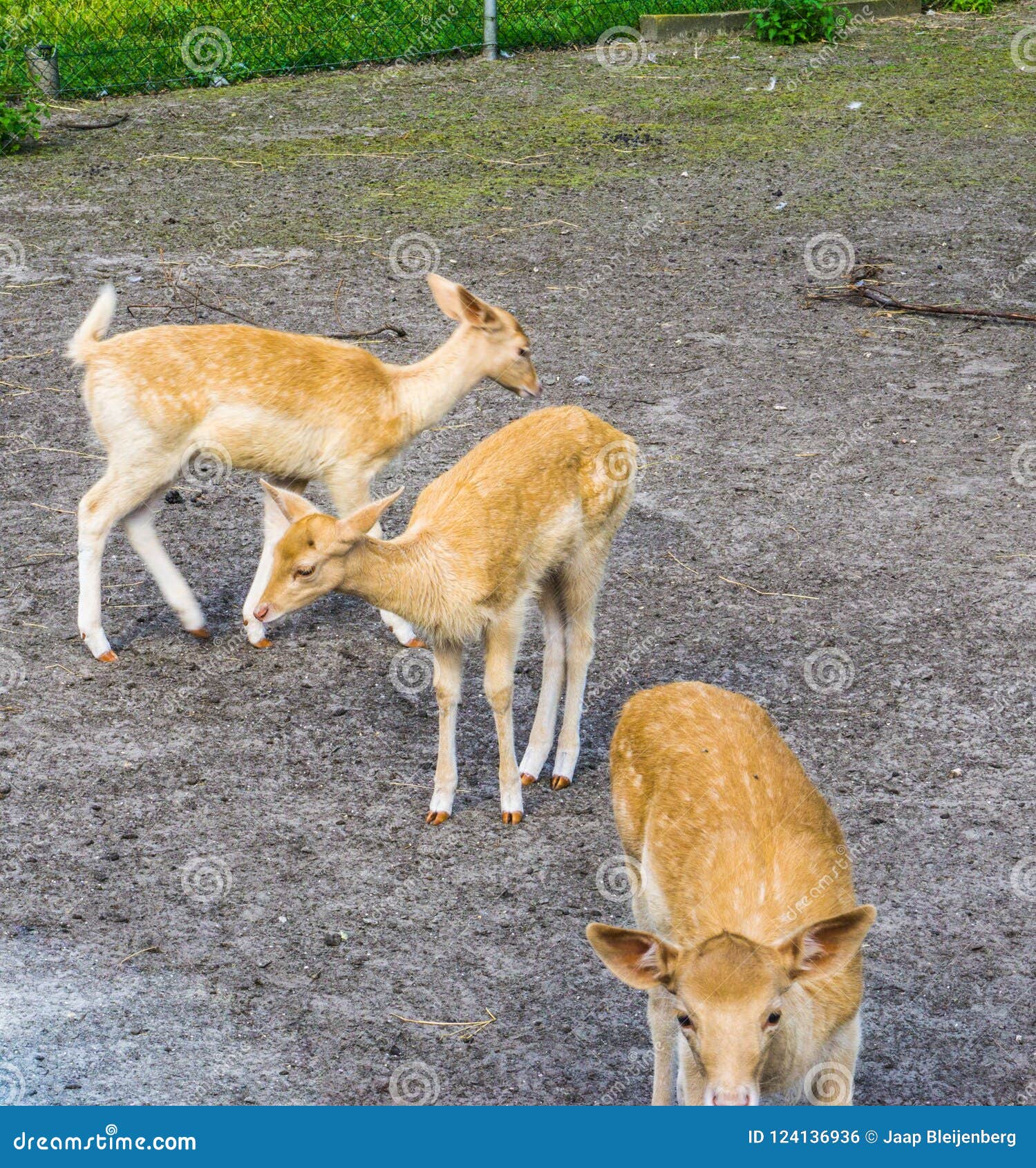 Group of Young Small Deer Animals at Animal Farm Stock Photo - Image of ...