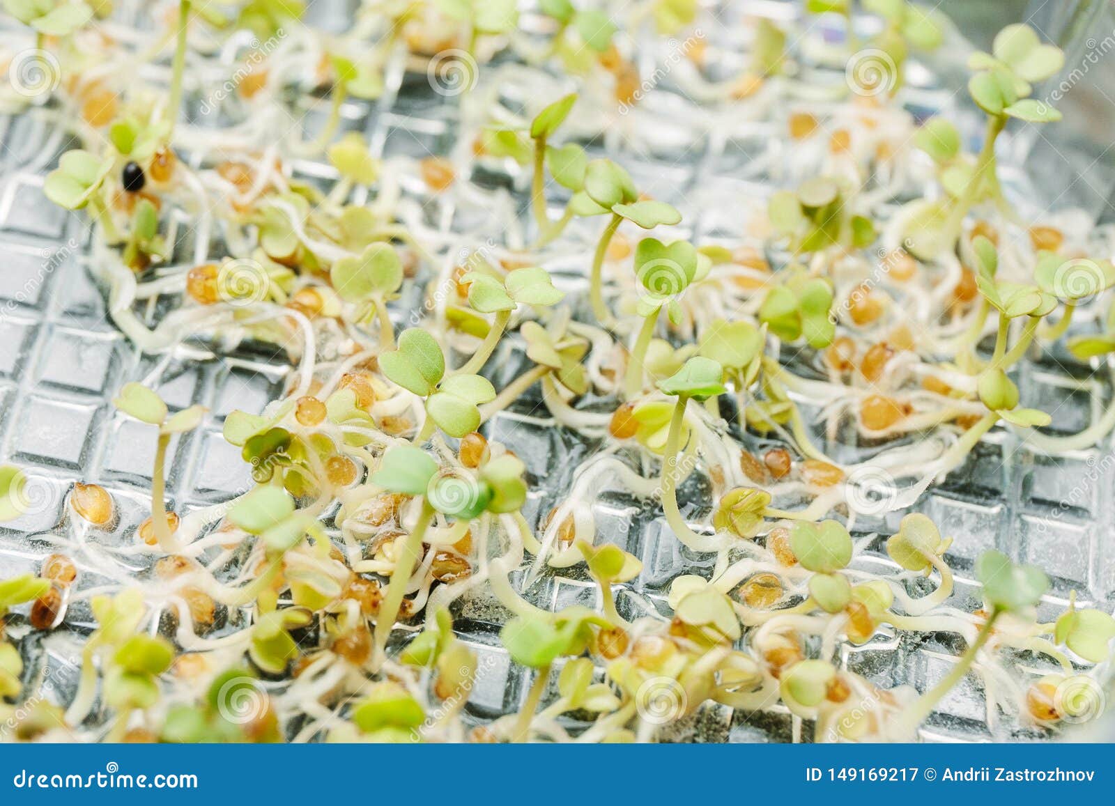 A Group of Young Sprouted Seeds in the Water Stock Image - Image of ...