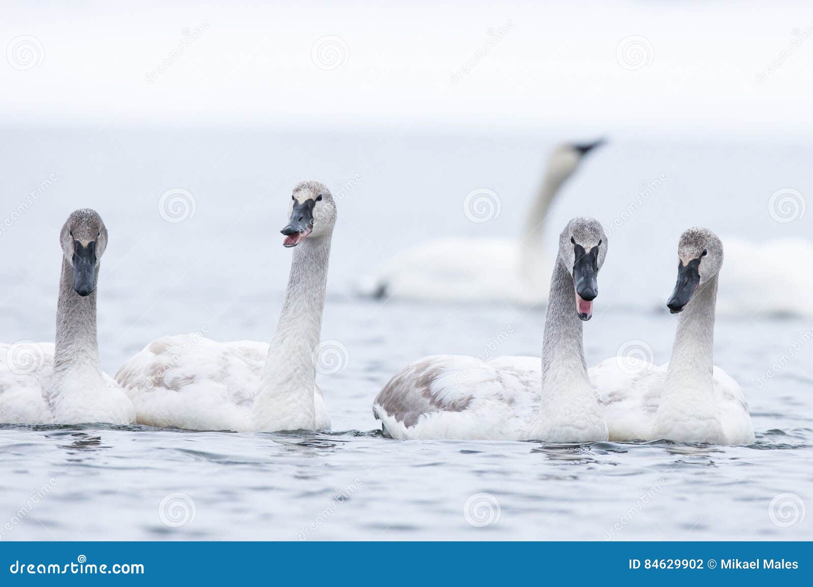 Group of young swans stock photo. Image of young, bird - 84629902