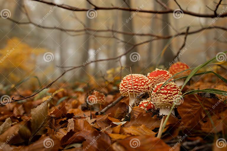 Group of Young Toadstools in an Enchanted Forest Stock Photo - Image of ...