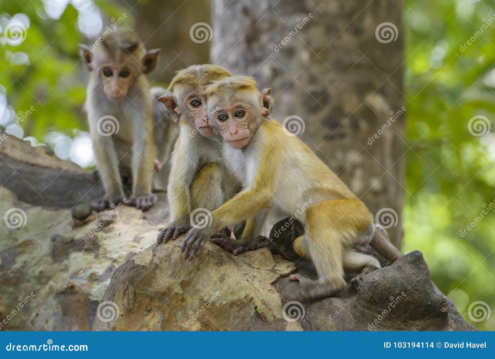 Toque Macaque - Macaca Sinica, Sri Lanka Stock Photo - Image of macaca ...