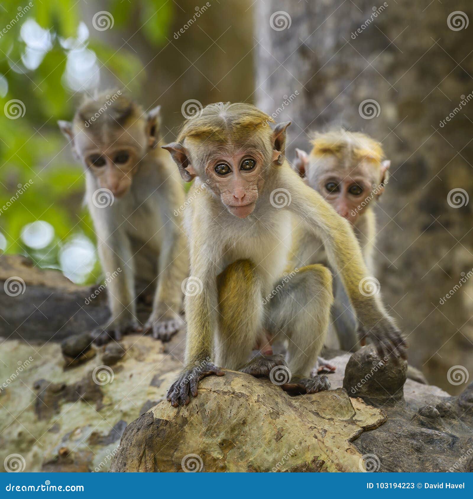 Toque Macaque - Macaca Sinica, Sri Lanka Stock Image - Image of asian ...