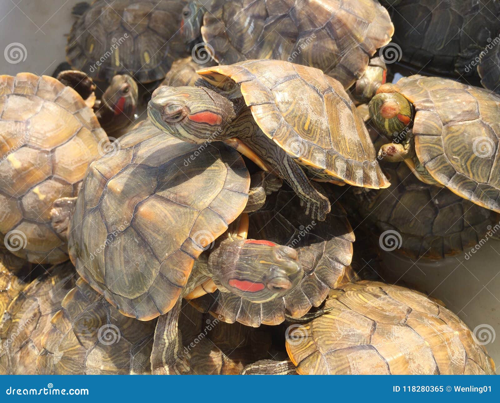 A Group of Young Tortoises Background Stock Image - Image of ...