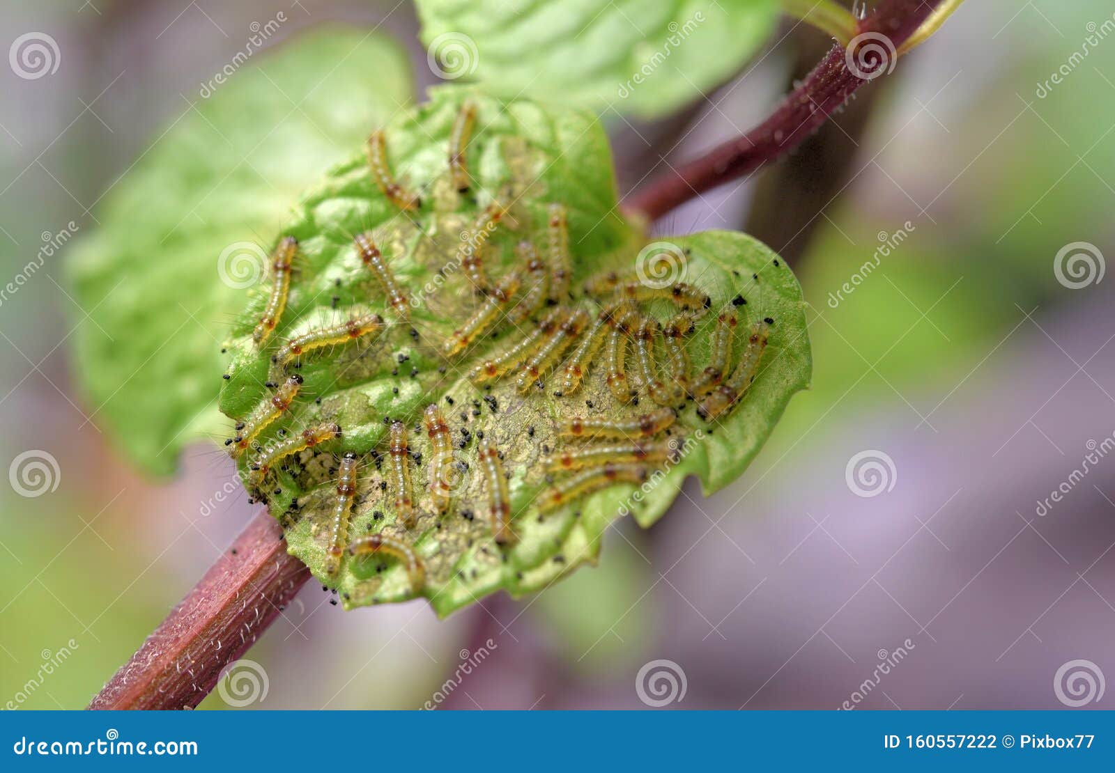 Group of Young Worms on Mints Leaf Stock Photo - Image of growth ...