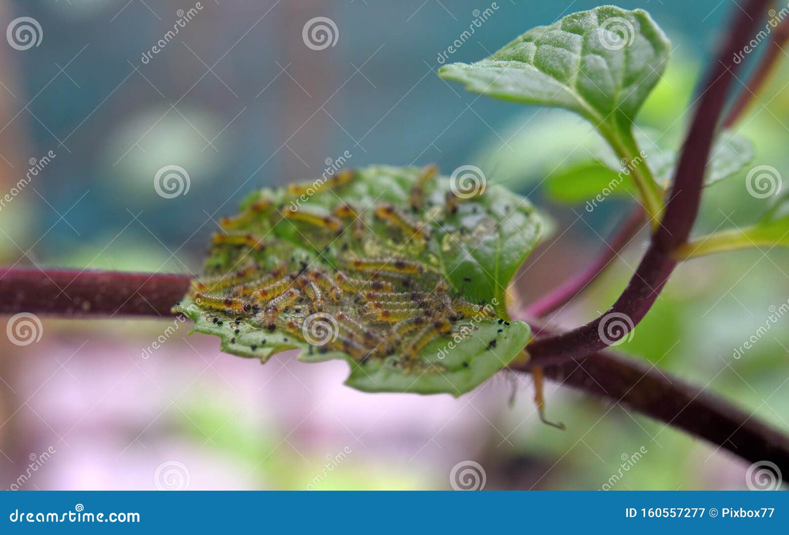 Group of Young Worms on Mints Leaf Stock Image - Image of science ...