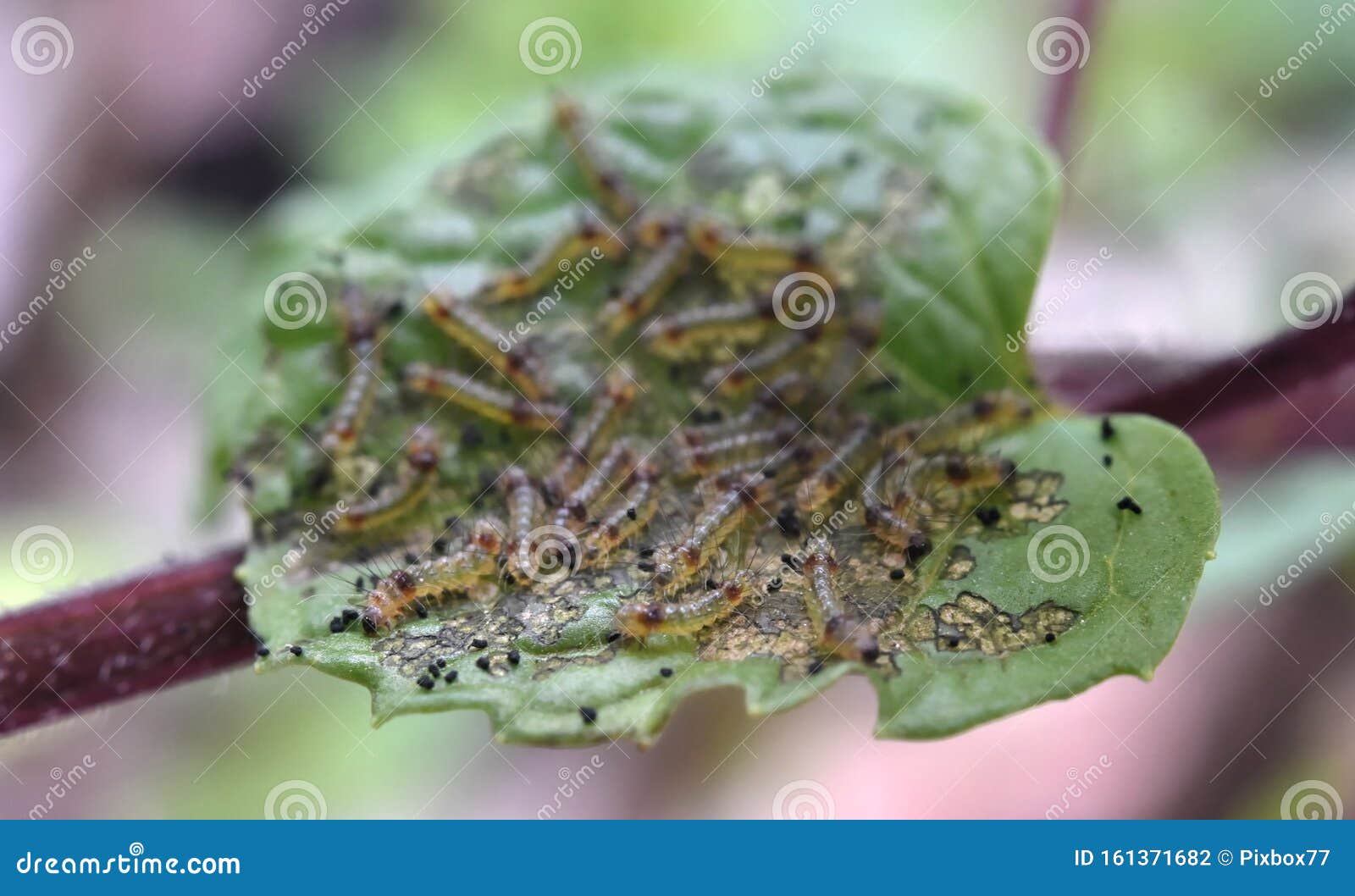 Close Up Shot of Young Worms on Mints Leaf Stock Photo - Image of ...