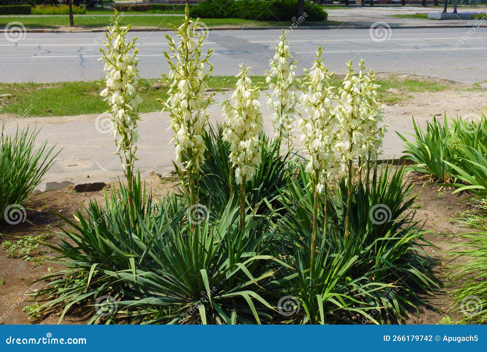 Group of Yucca Filamentosa Plants in Full Bloom Stock Photo - Image of ...