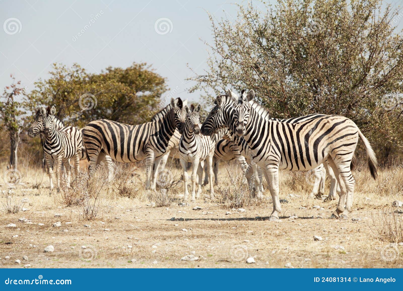 Group of zebra stock photo. Image of group, serengeti - 24081314