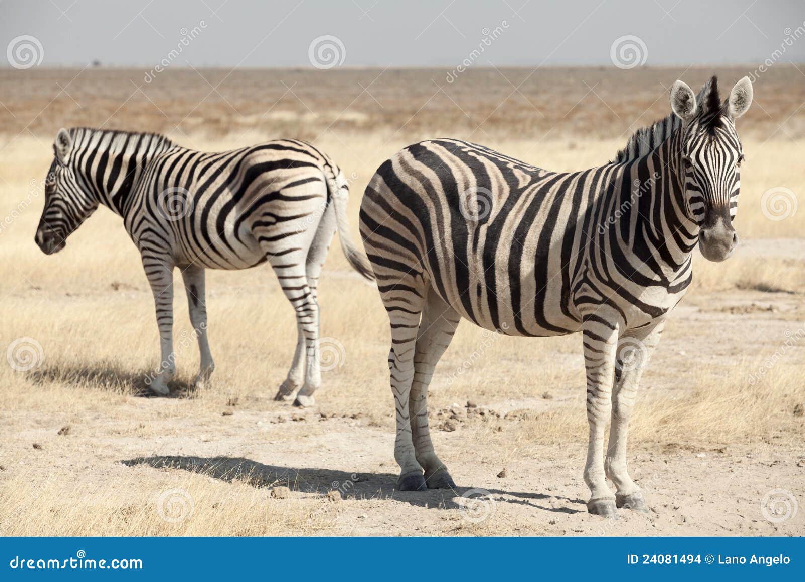 Group of zebra stock photo. Image of drink, safari, plain - 24081494