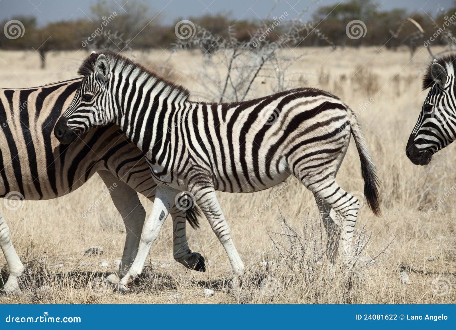 Group of zebra stock photo. Image of drink, african, mammal - 24081622