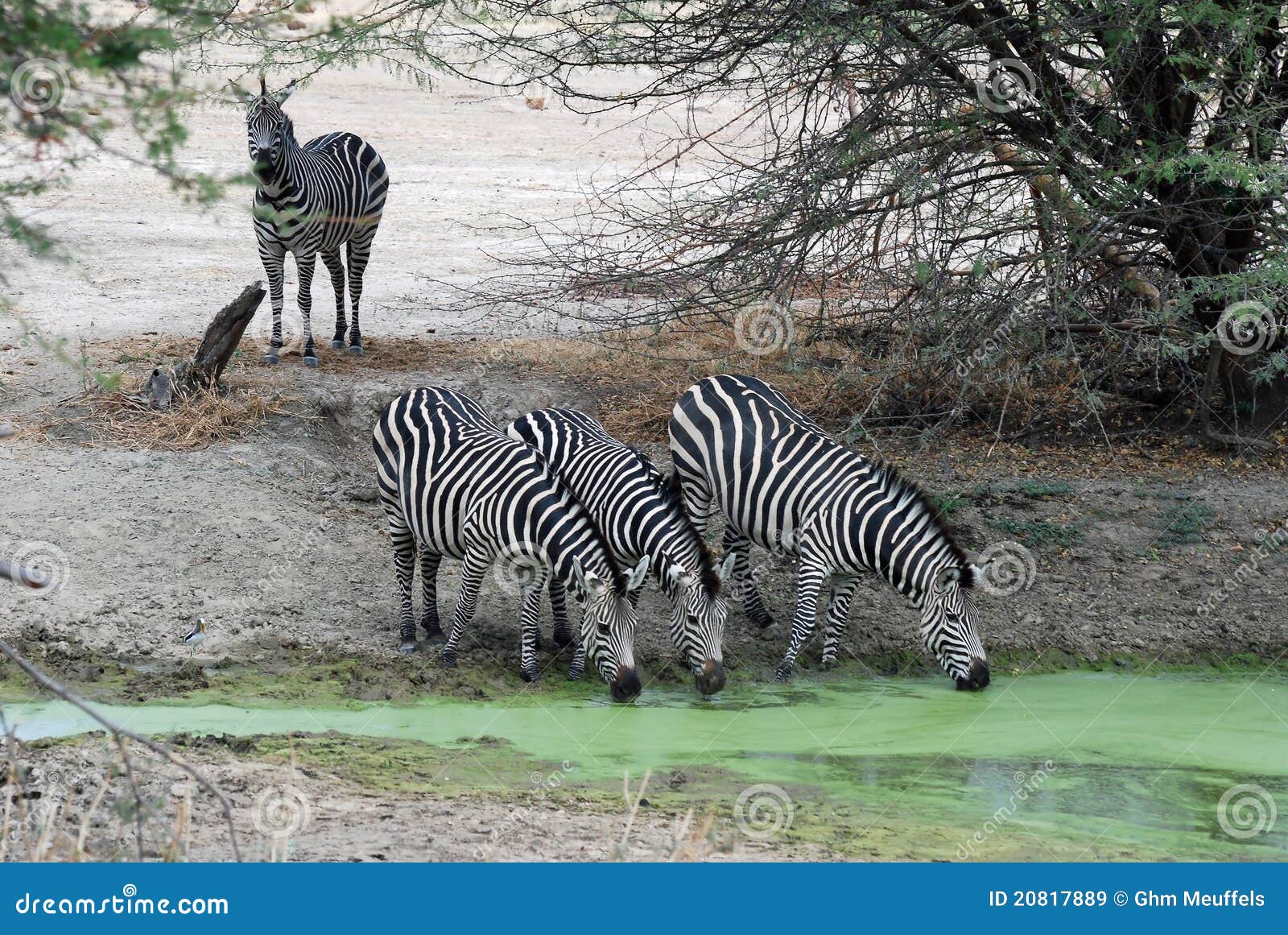 Group Zebra Drinking by Green Waterhole - Tanzania Stock Image - Image ...