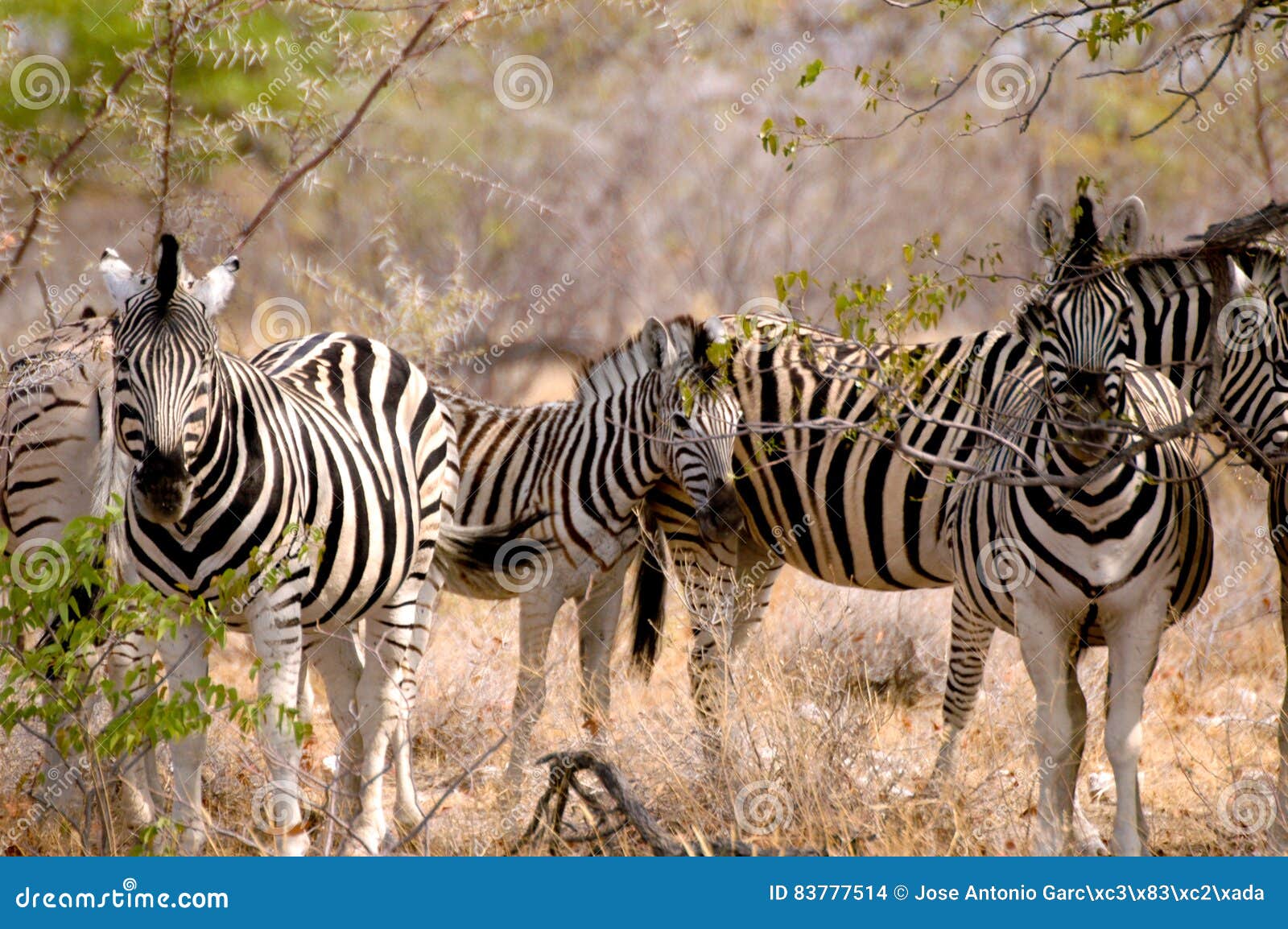 Group of Zebra stock photo. Image of park, black, print - 83777514