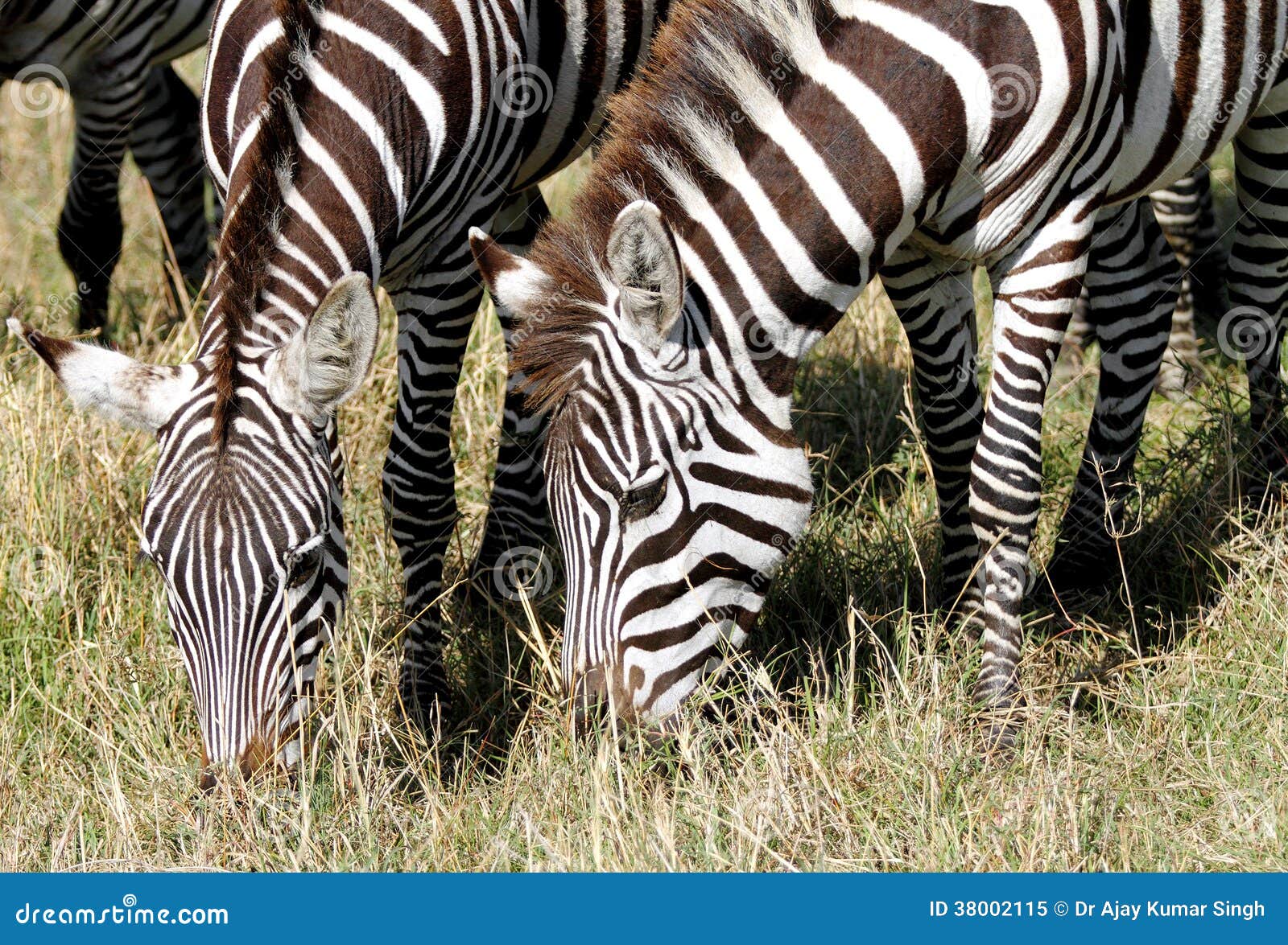 Group of Zebra Feeding the Grass Stock Image - Image of masai, tail ...