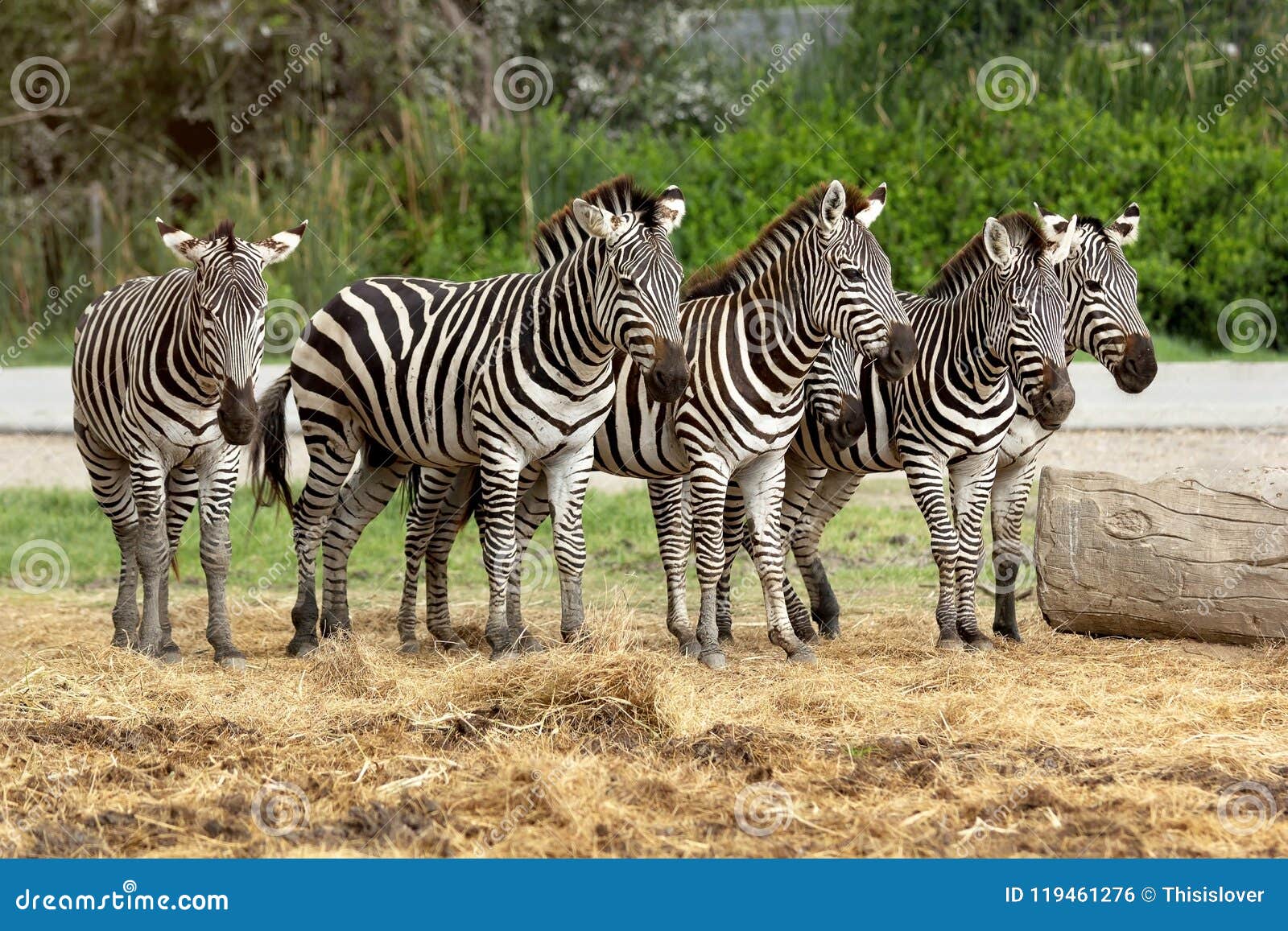 Group of zebra. stock photo. Image of nature, eating - 119461276