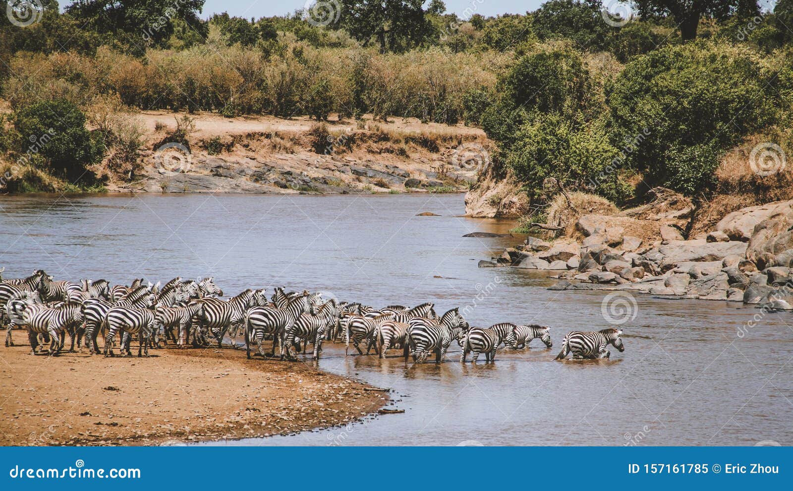 Migrating zebra stock image. Image of zebra, africa - 157161785