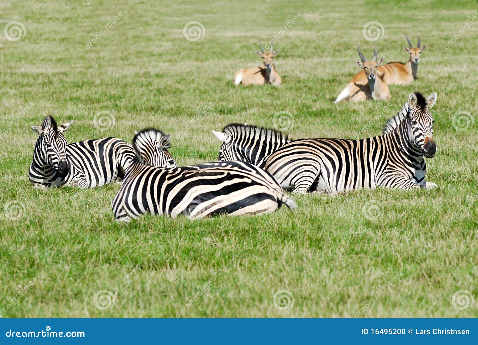 Group of zebras stock photo. Image of outdoor, group - 16495200