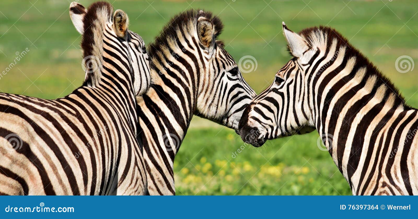 Group of Zebras stock photo. Image of wildlife, white - 76397364