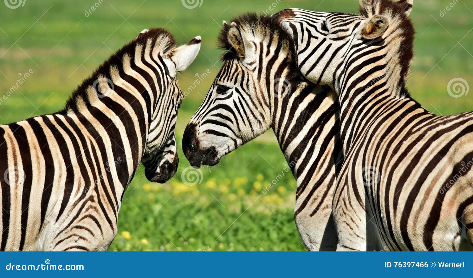 Group of Zebras stock photo. Image of playful, green - 76397466