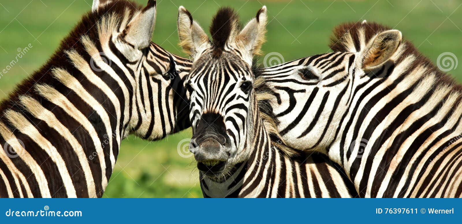 Group of Zebras stock image. Image of meadow, africa - 76397611