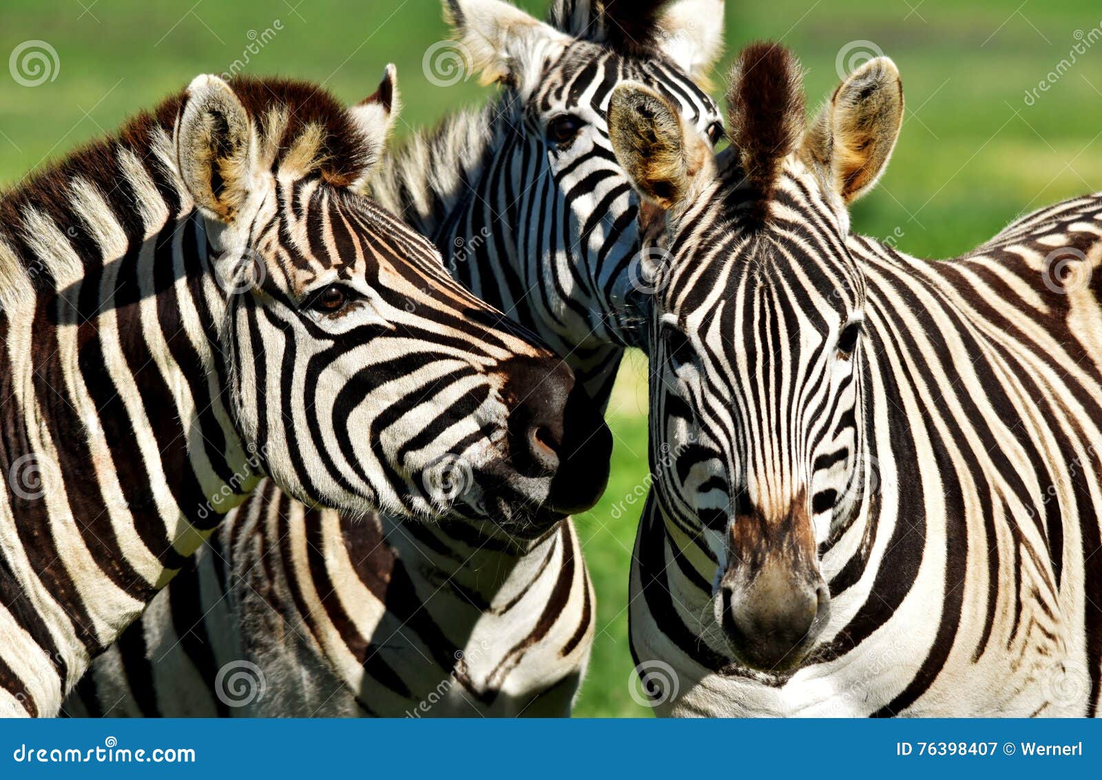 Group of Zebras stock image. Image of wildlife, close - 76398407