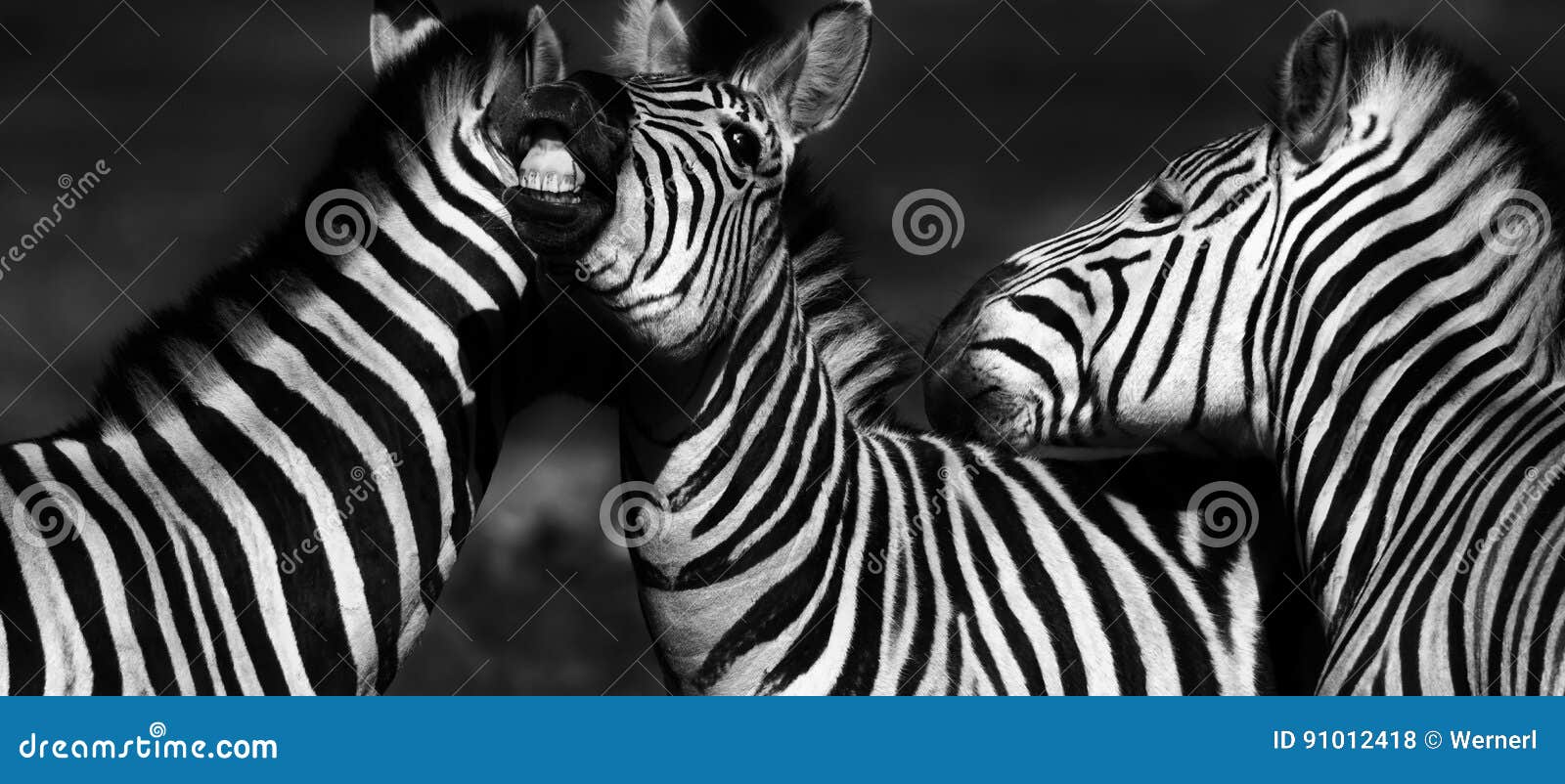Group of Zebras stock photo. Image of africa, swartland - 91012418