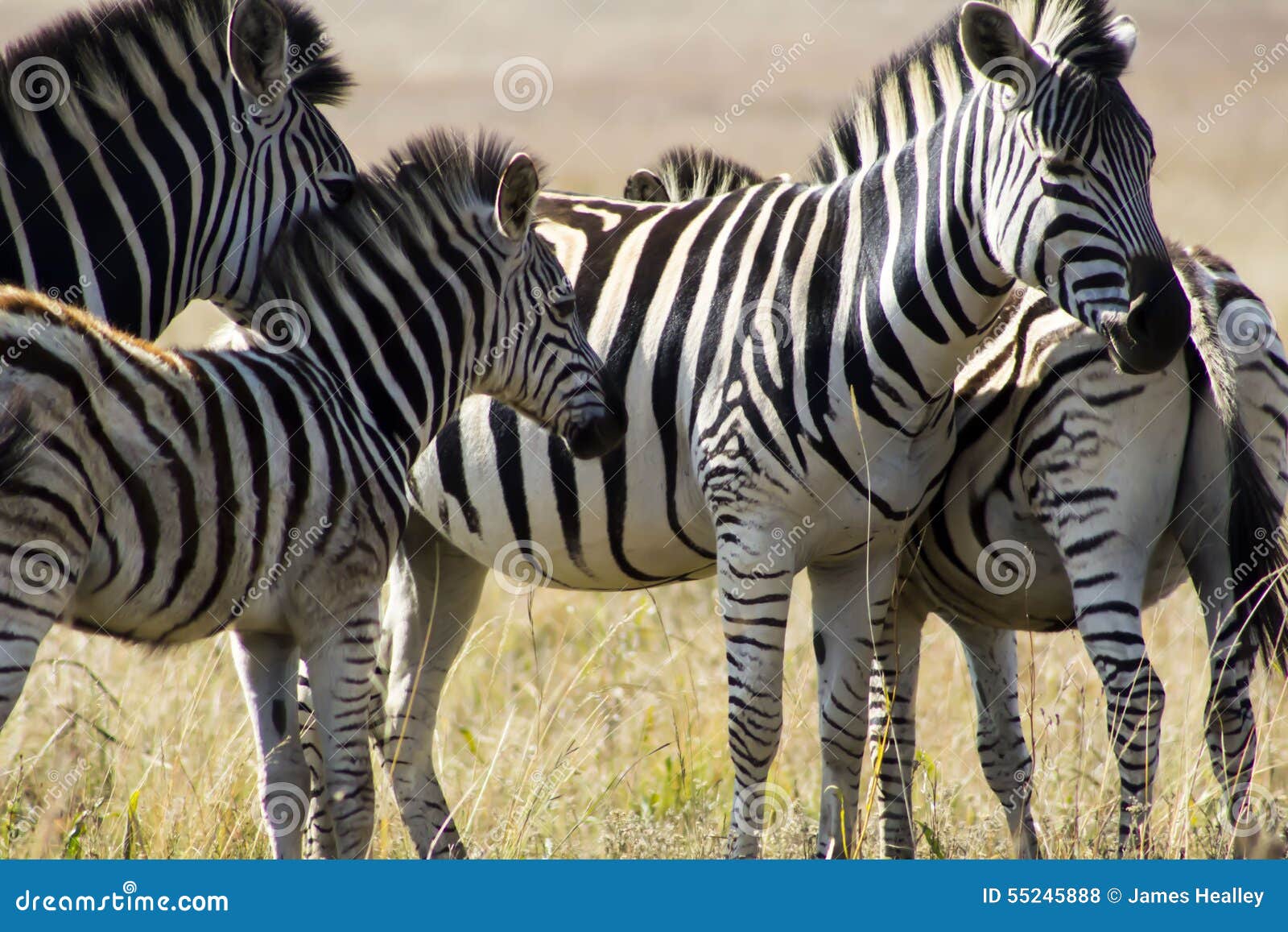 Zebra in a Group with There Offspring Stock Photo - Image of cropped ...