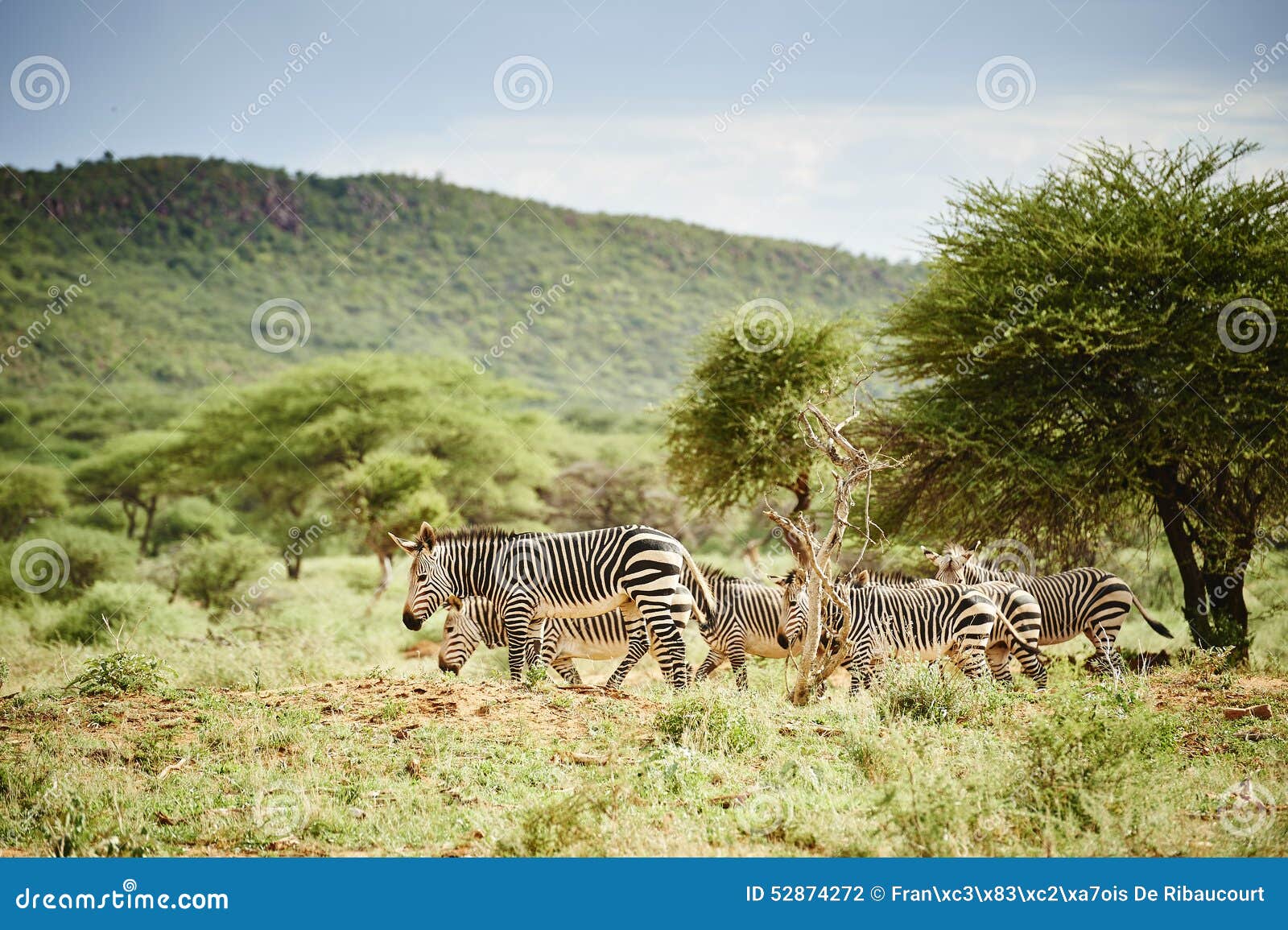 Group of zebras stock photo. Image of namibian, travel - 52874272