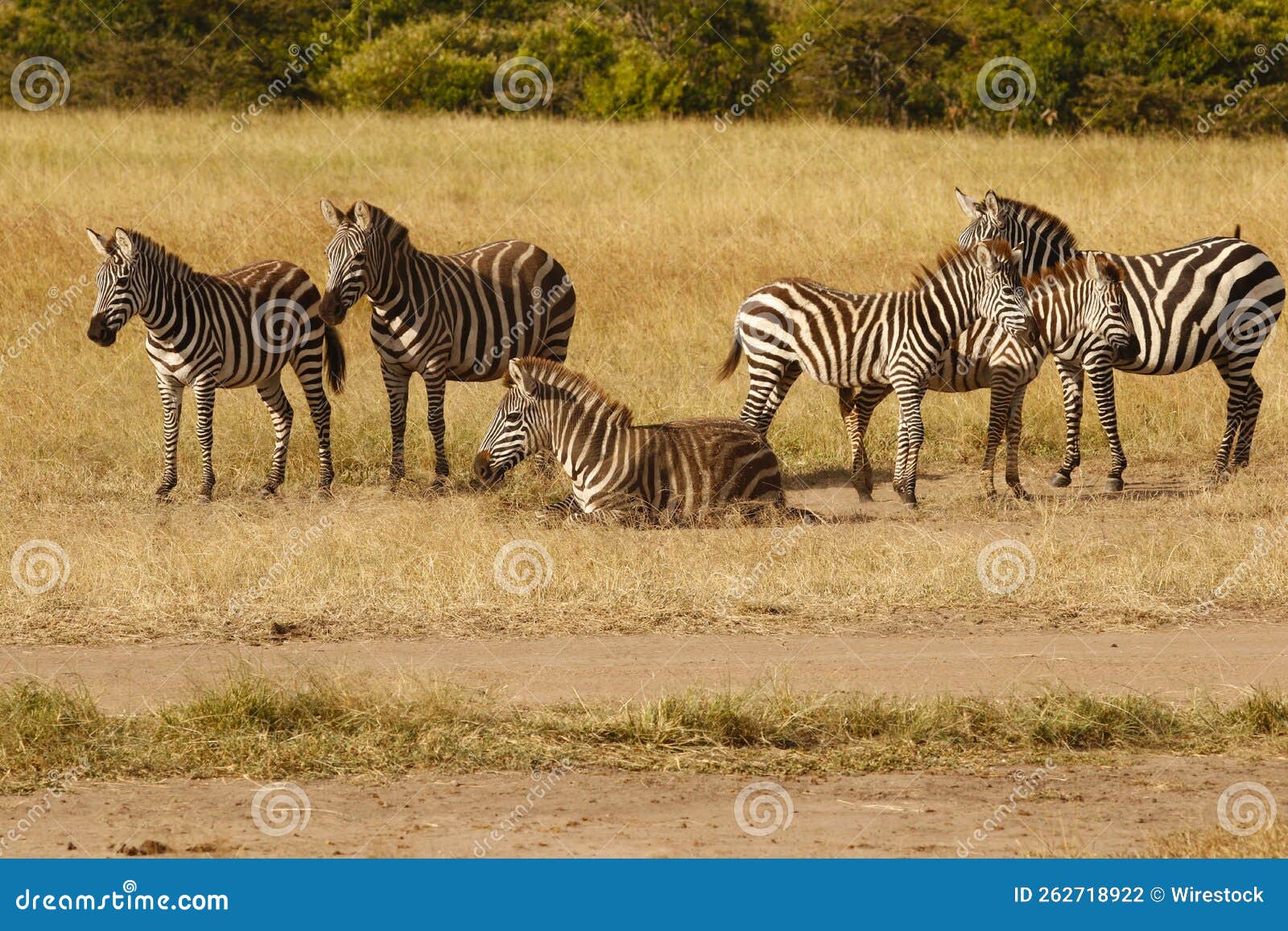 Group of Zebras Resting in a Safari Covered with Golden Grass Stock ...