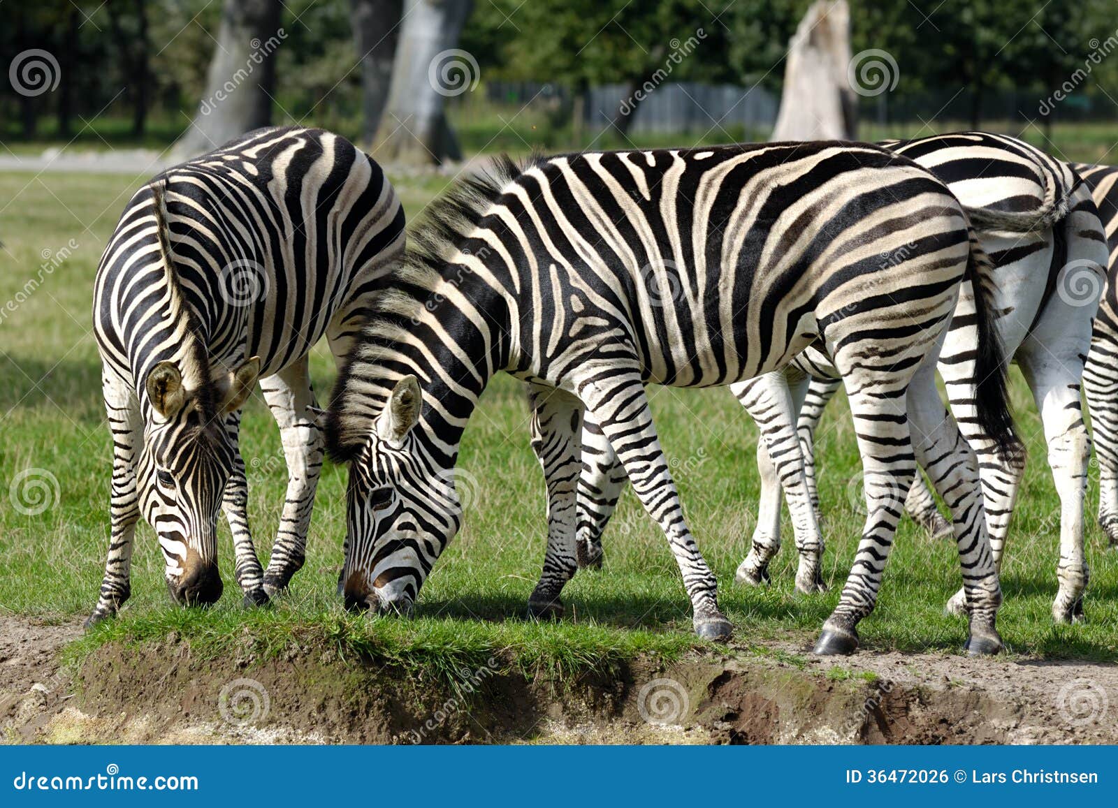 Group of zebras stock photo. Image of green, beautiful - 36472026