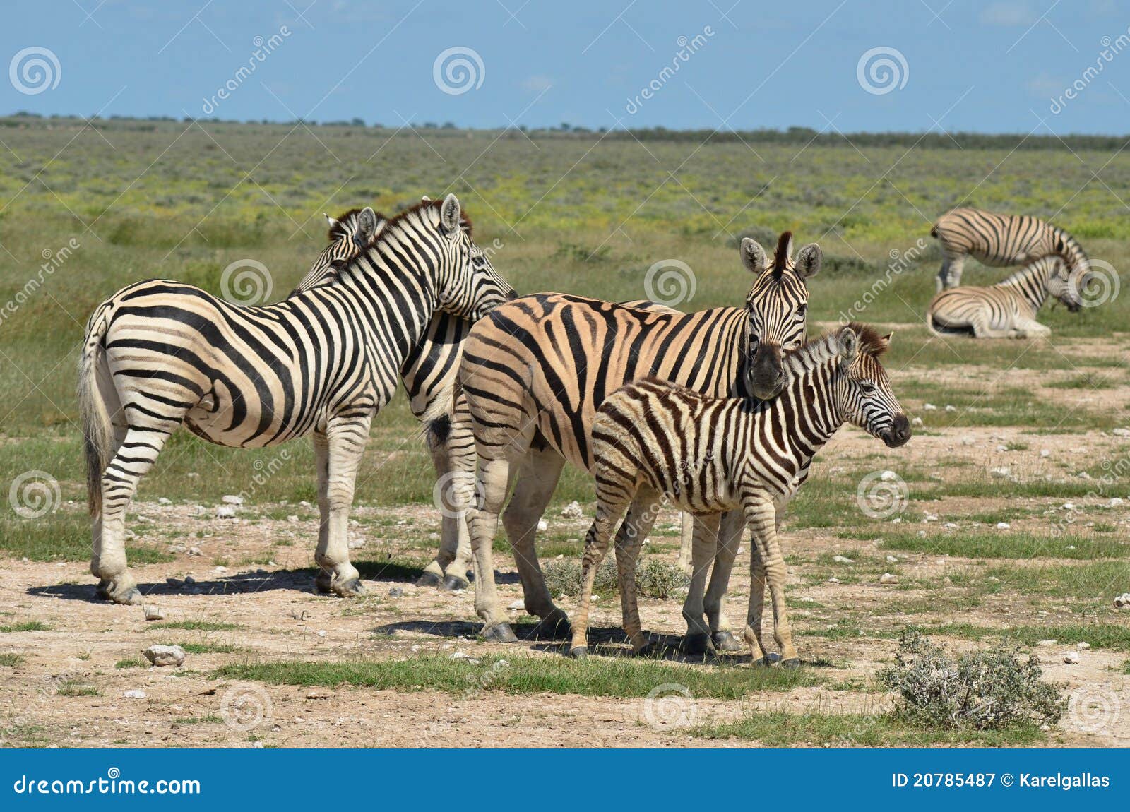 Group of Zebras with Young One Stock Image - Image of nature, africa ...