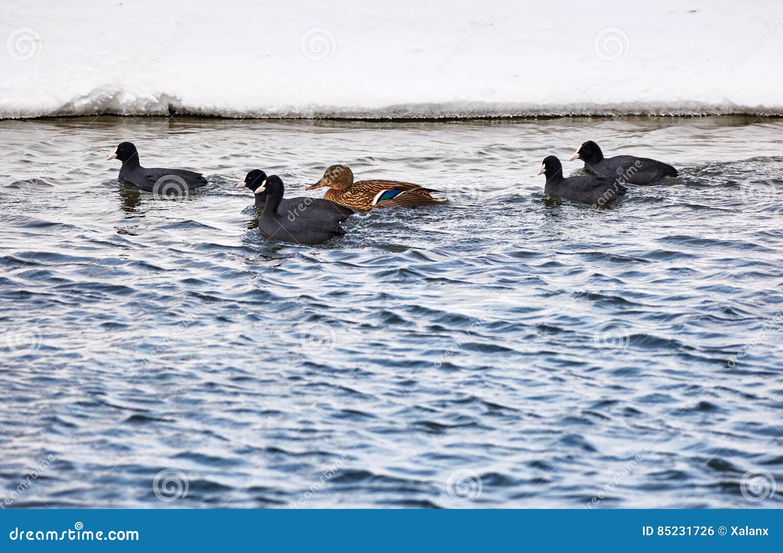 Groupd of coot and duck stock photo. Image of drifting - 85231726