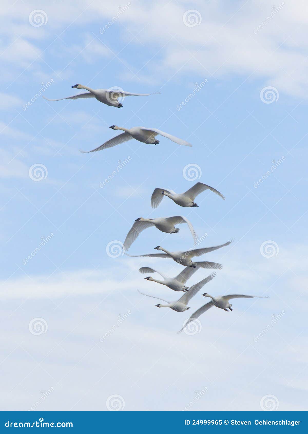 Groupd of Flying Swans stock image. Image of bird, rare - 24999965