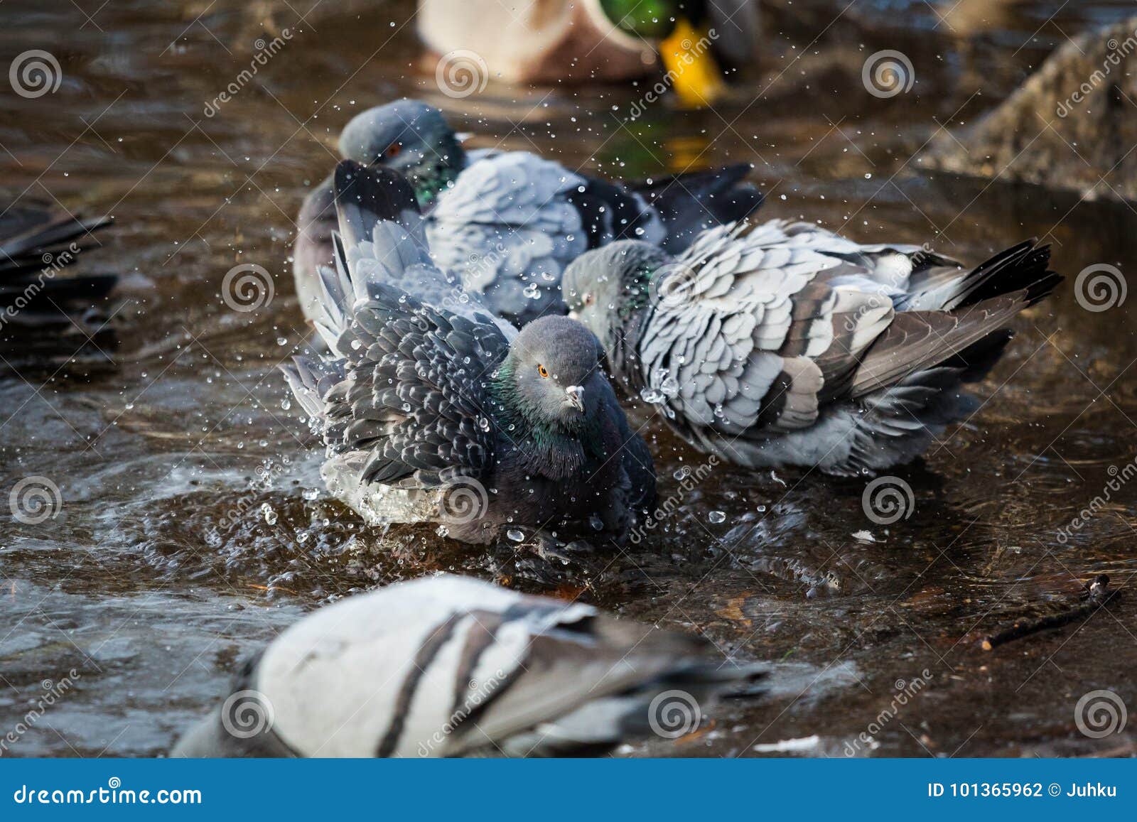 Pigeons birds bathing stock photo. Image of nature, bird - 101365962