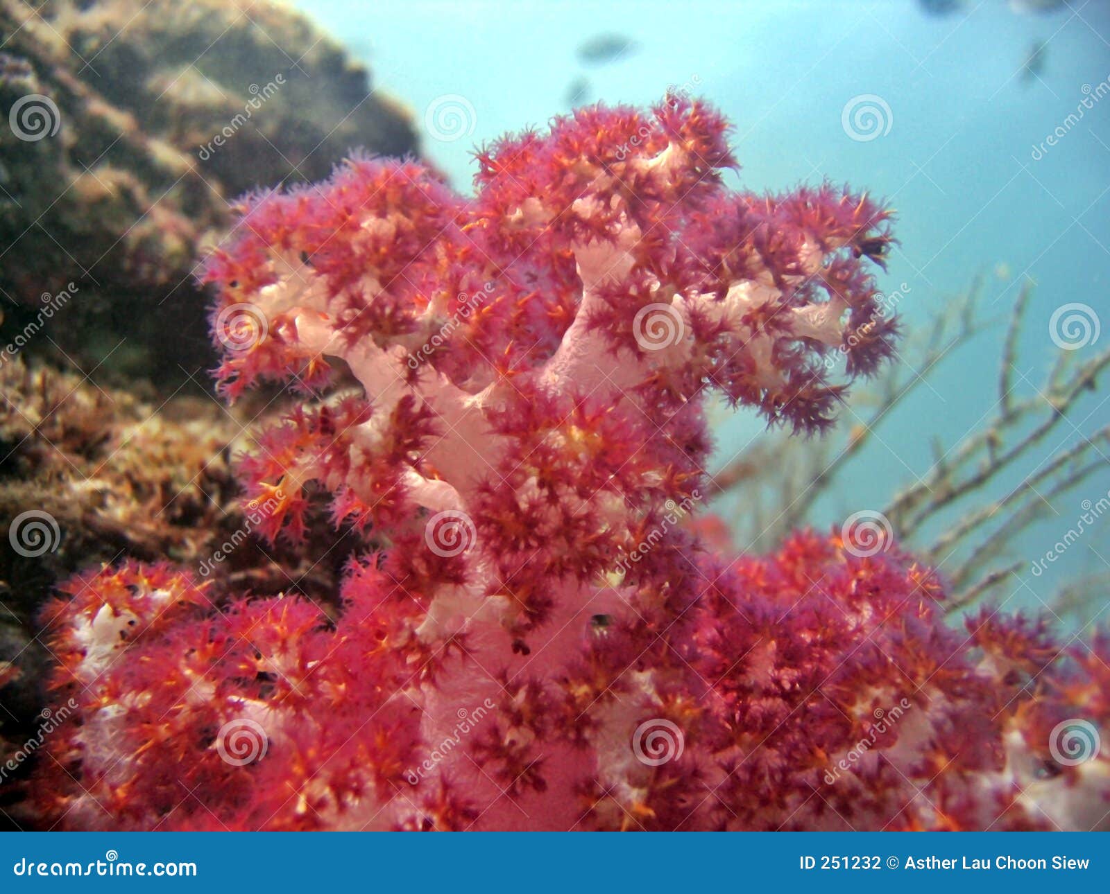 Groupe - corail mou photo stock. Image du corail, doux - 251232