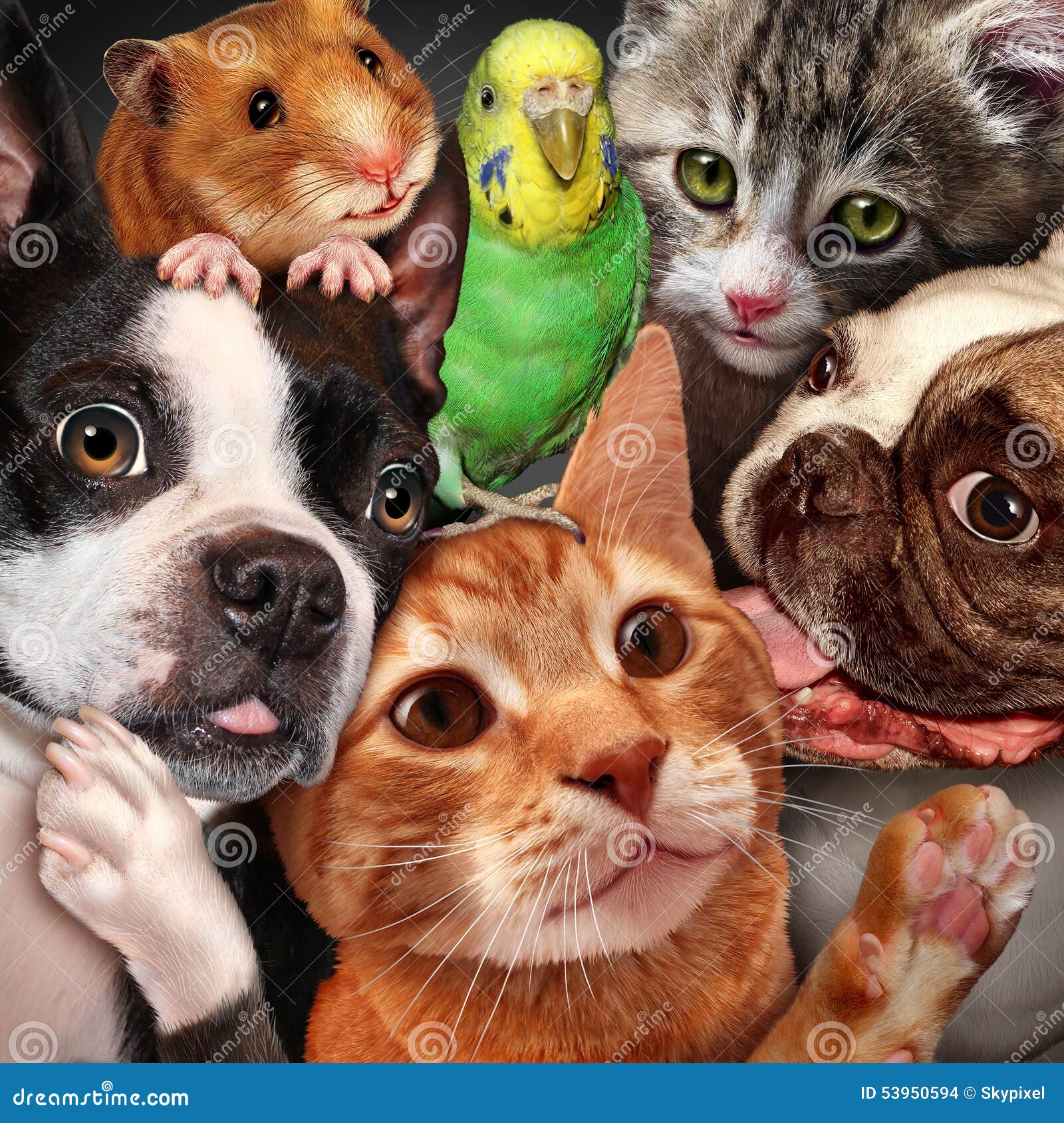 Groupe d'animal familier illustration stock. Illustration du élément ...