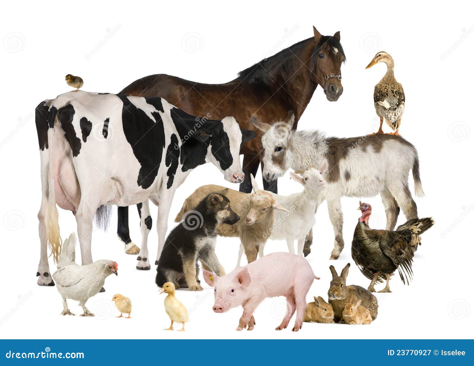 Groupe d'animaux de ferme image stock. Image du groupe - 23770927