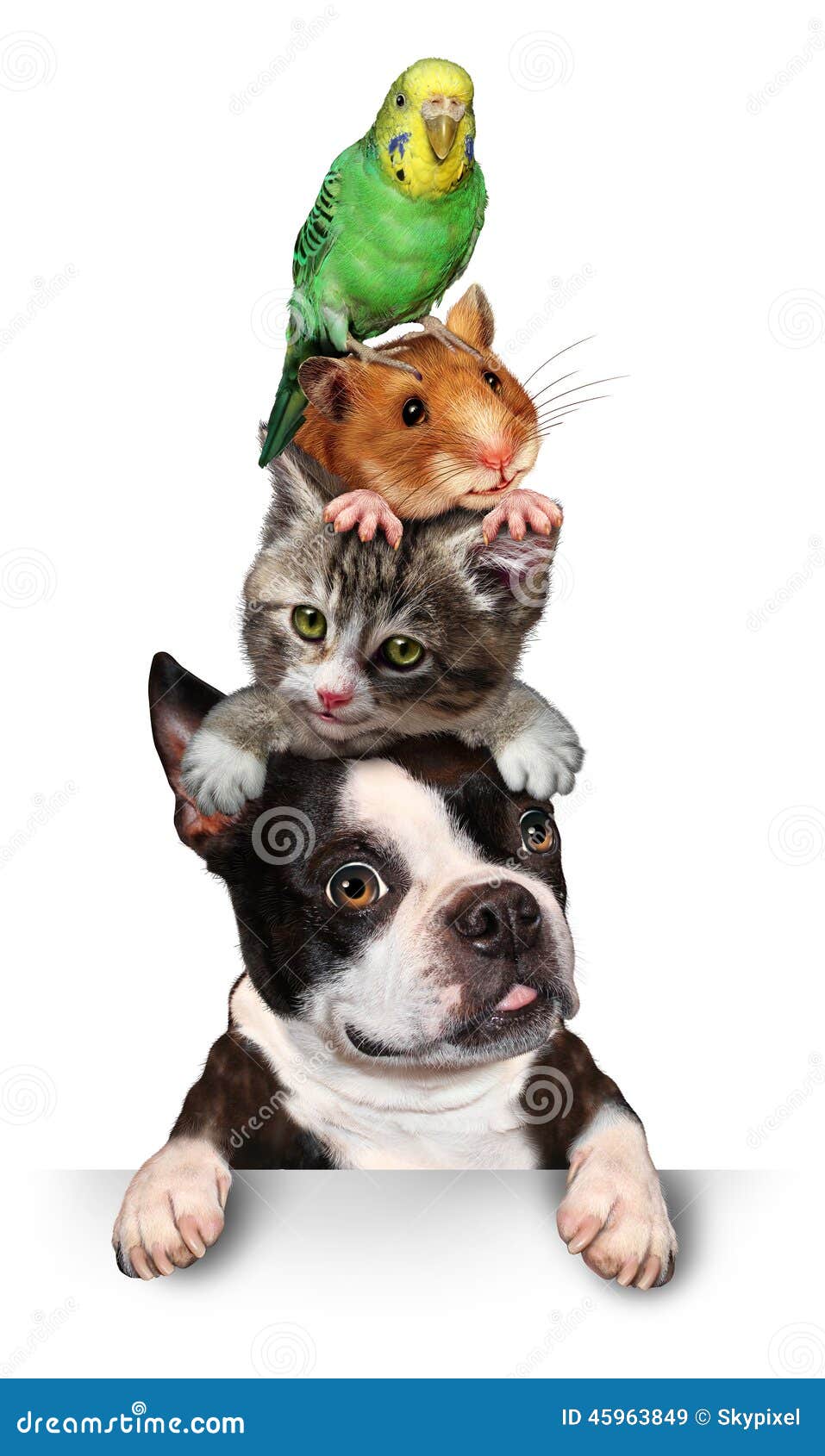 Groupe d'animaux familiers illustration stock. Illustration du hamster ...