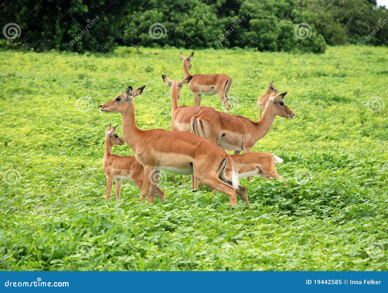 Groupe D'antilopes D'Impala En Afrique Du Sud Image stock - Image of ...