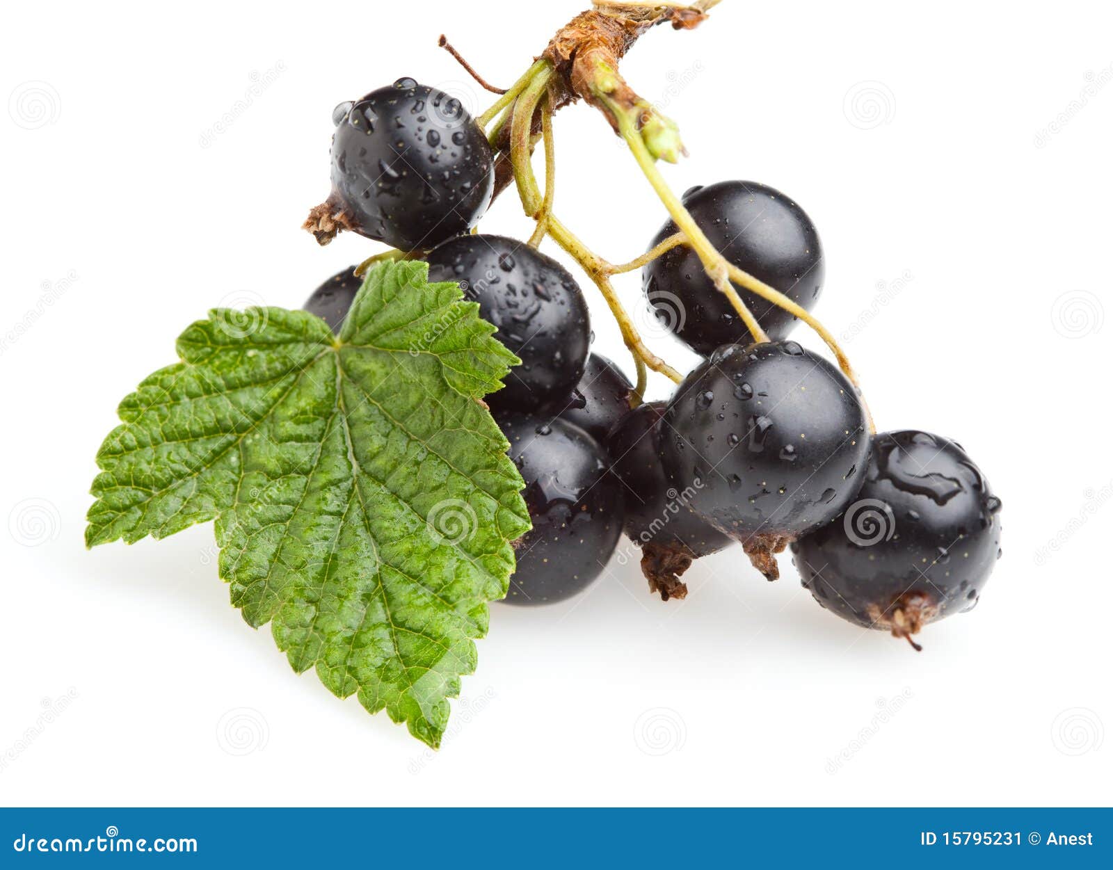 Groupe de baies de cassis image stock. Image of baie - 15795231