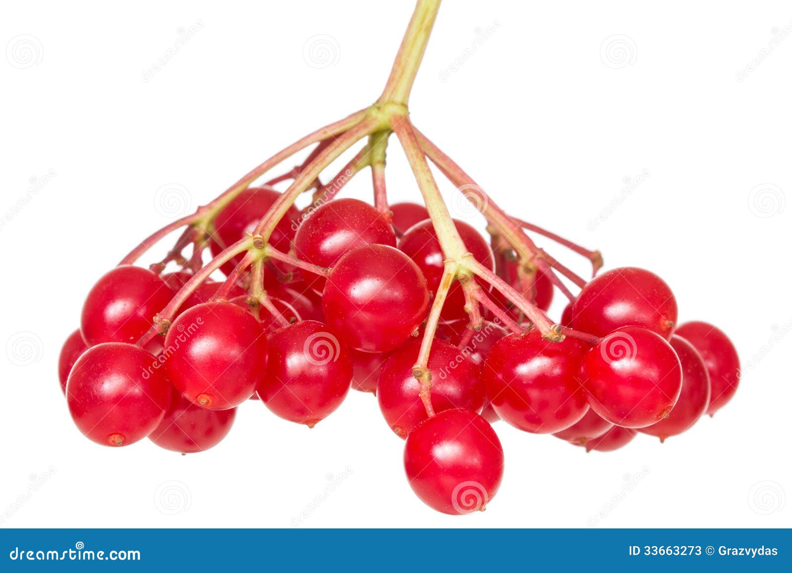 Groupe De Baies Sauvages Rouges Image stock - Image du sauvage, mûr ...