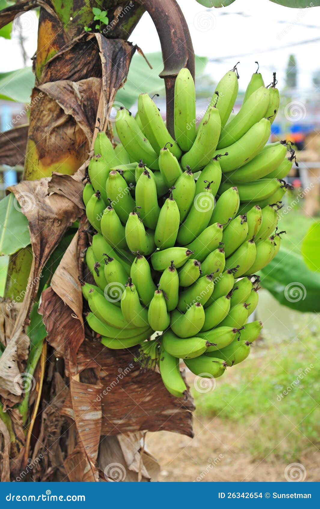 Groupe de banane verte photo stock. Image of cultivez - 26342654