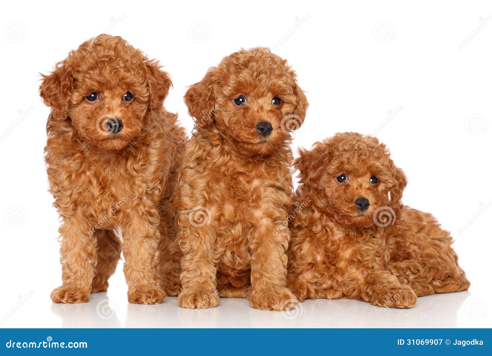 Groupe De Chiots De Caniche De Jouet Image stock - Image du jeune ...