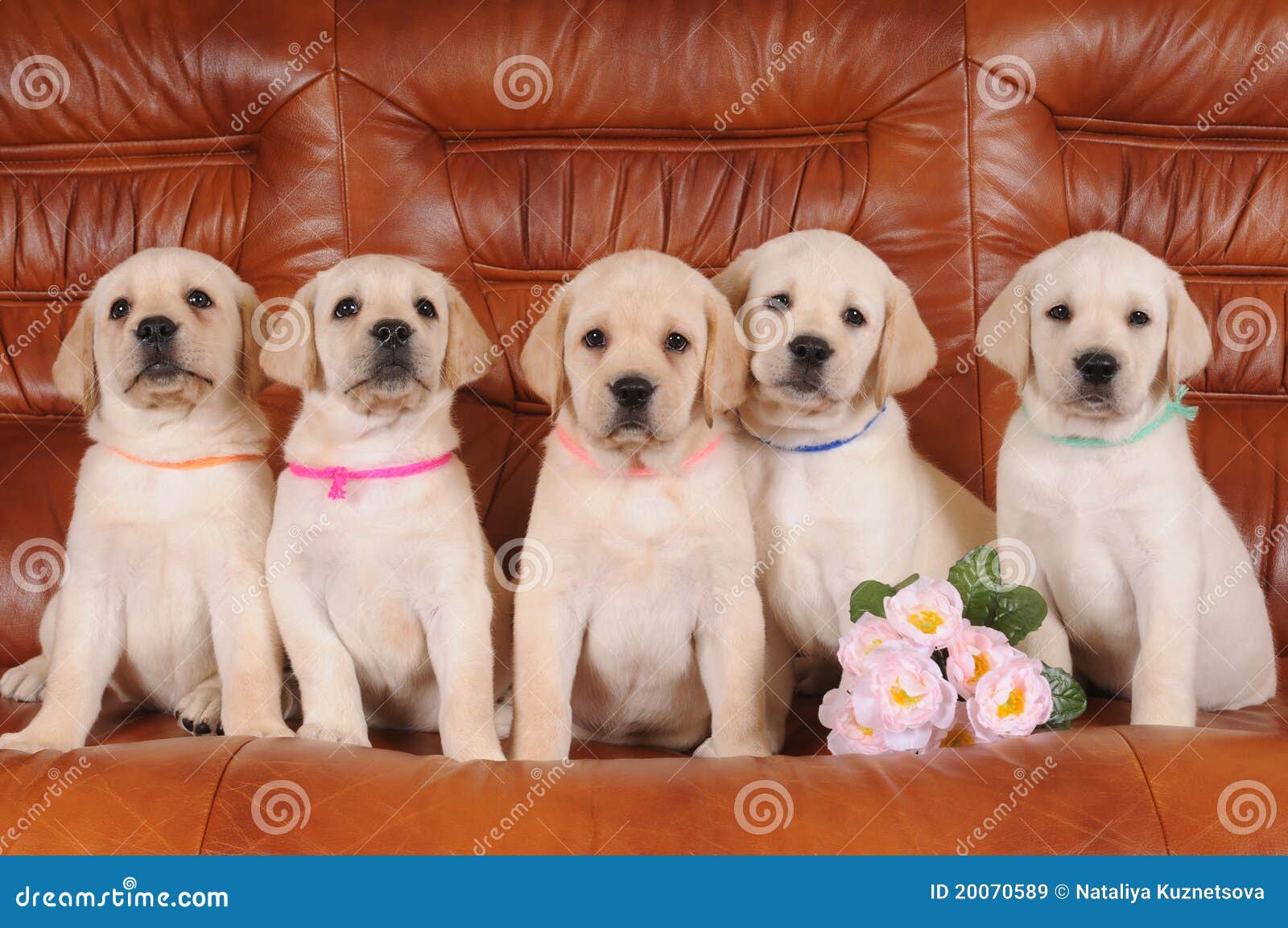 Groupe De Chiots De Labrador Image stock - Image du labrador, groupe ...