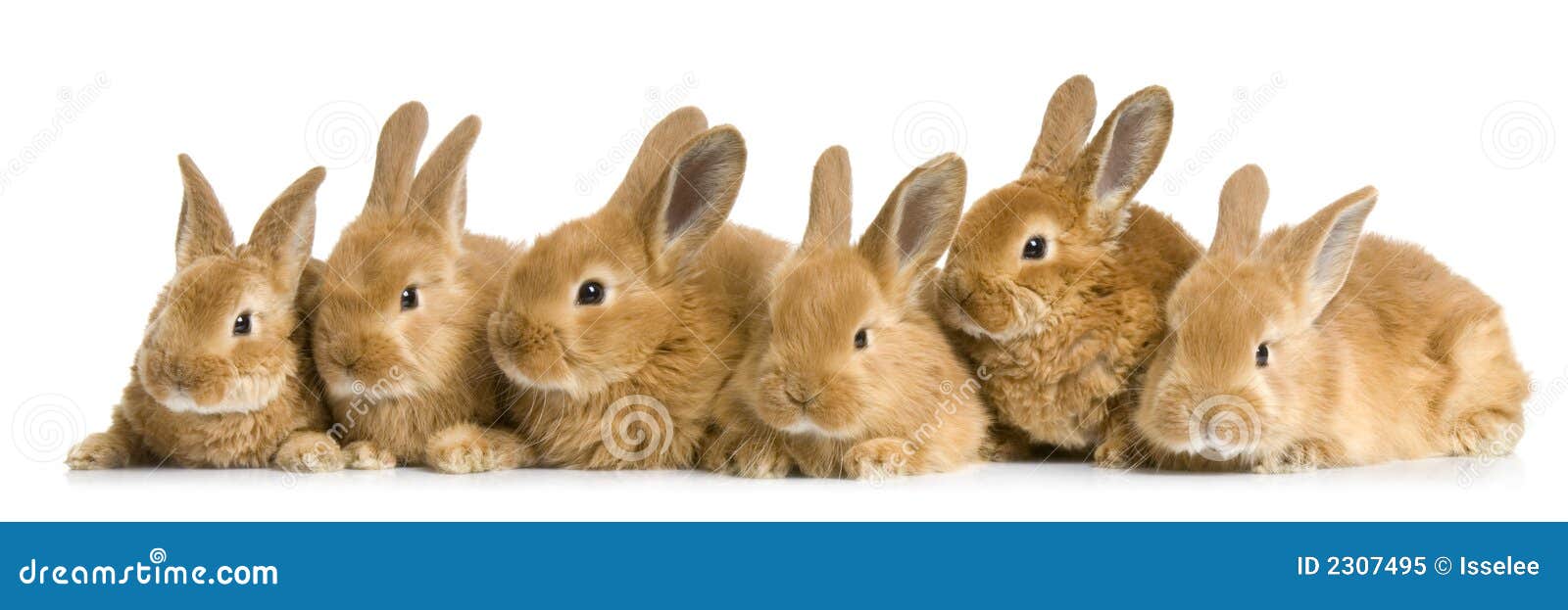 Groupe de lapins image stock. Image du agriculture, coupure - 2307495