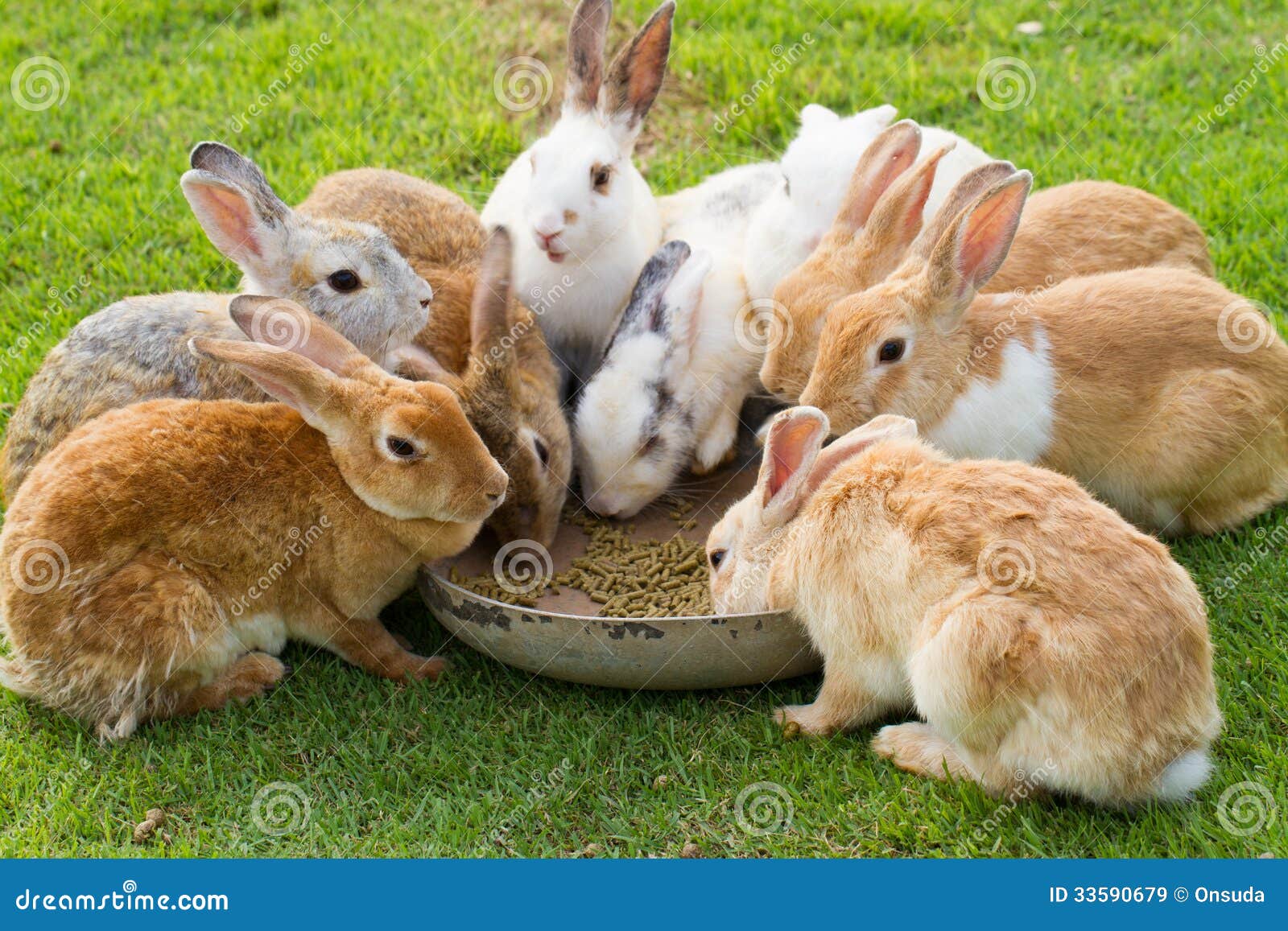 Groupe de lapins image stock. Image du nourriture, cercle - 33590679