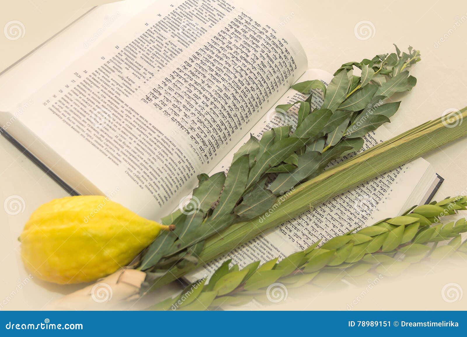 Groupe de Lulav image stock. Image du cultures, nature - 78989151