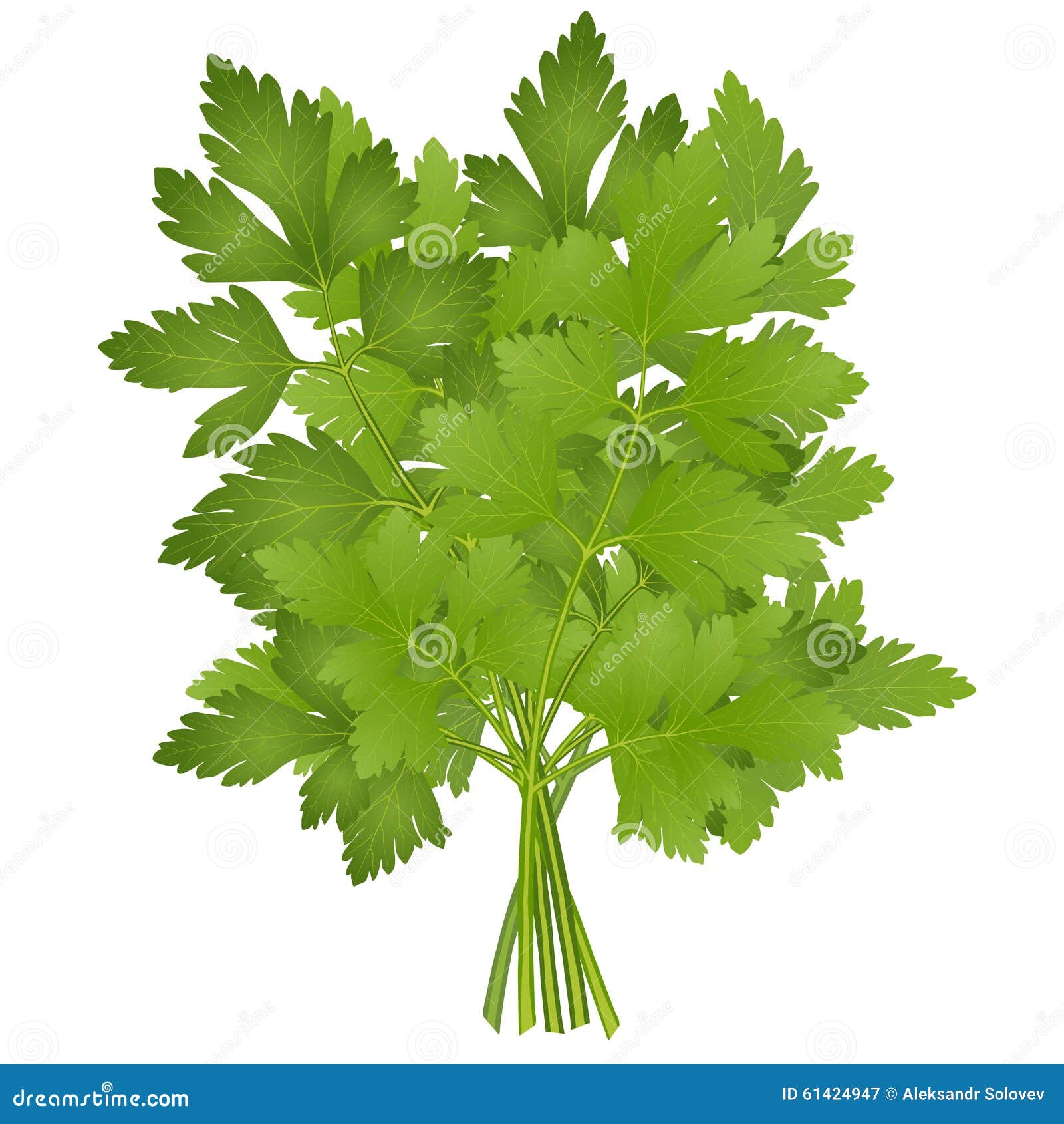 Groupe De Persil Illustration de Vecteur - Image: 61424947