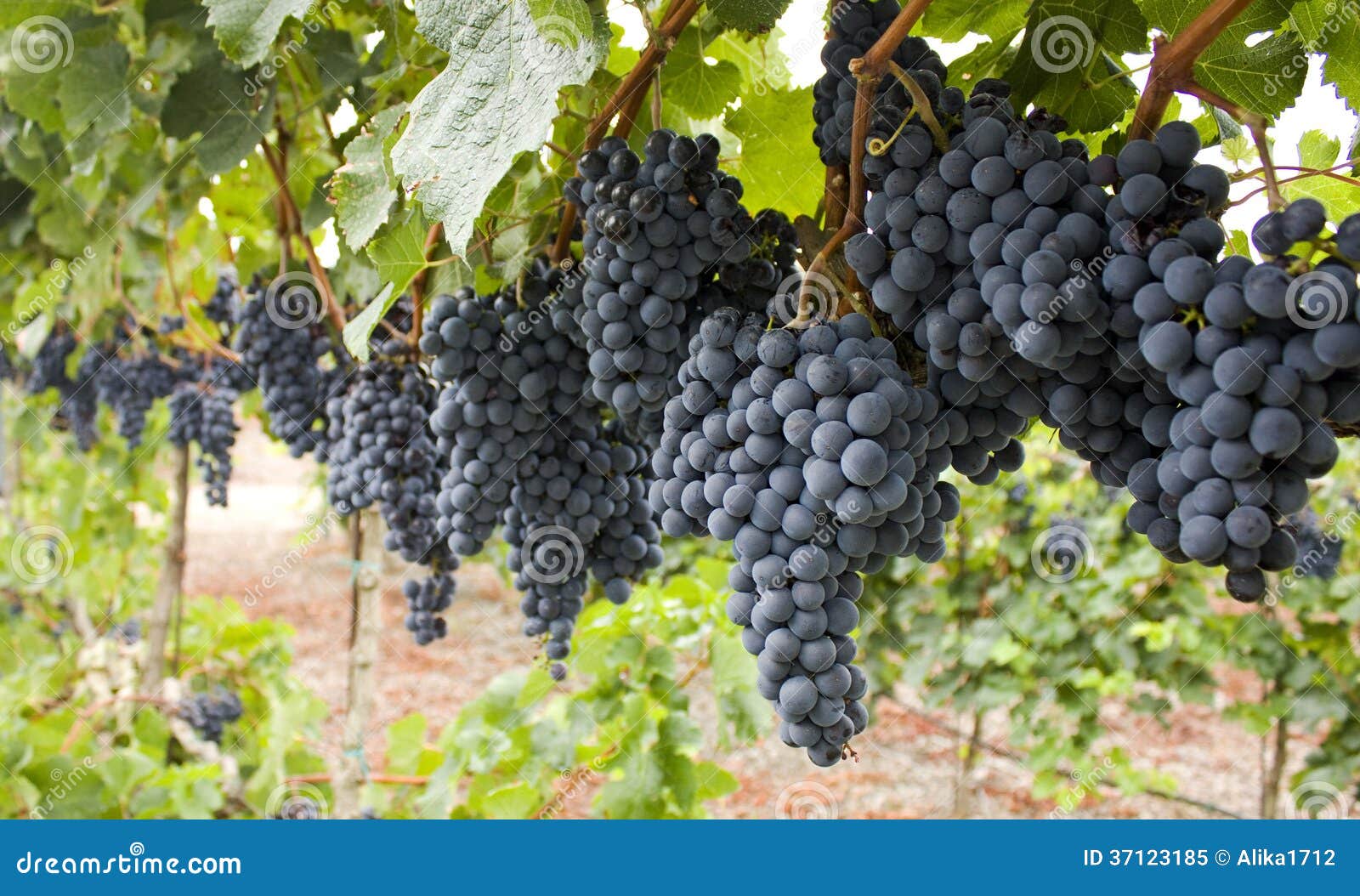 Groupe de raisins rouge. image stock. Image du vigne - 37123185