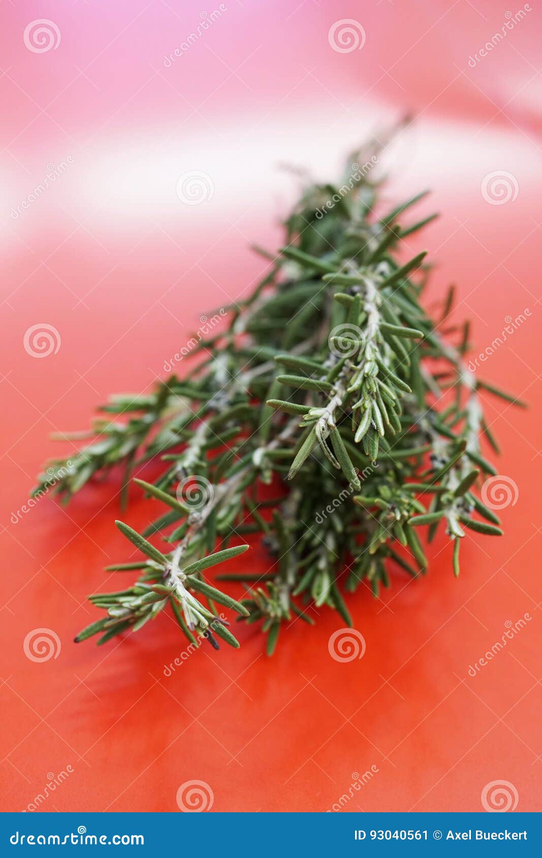 Groupe de romarin frais image stock. Image of branchement - 93040561