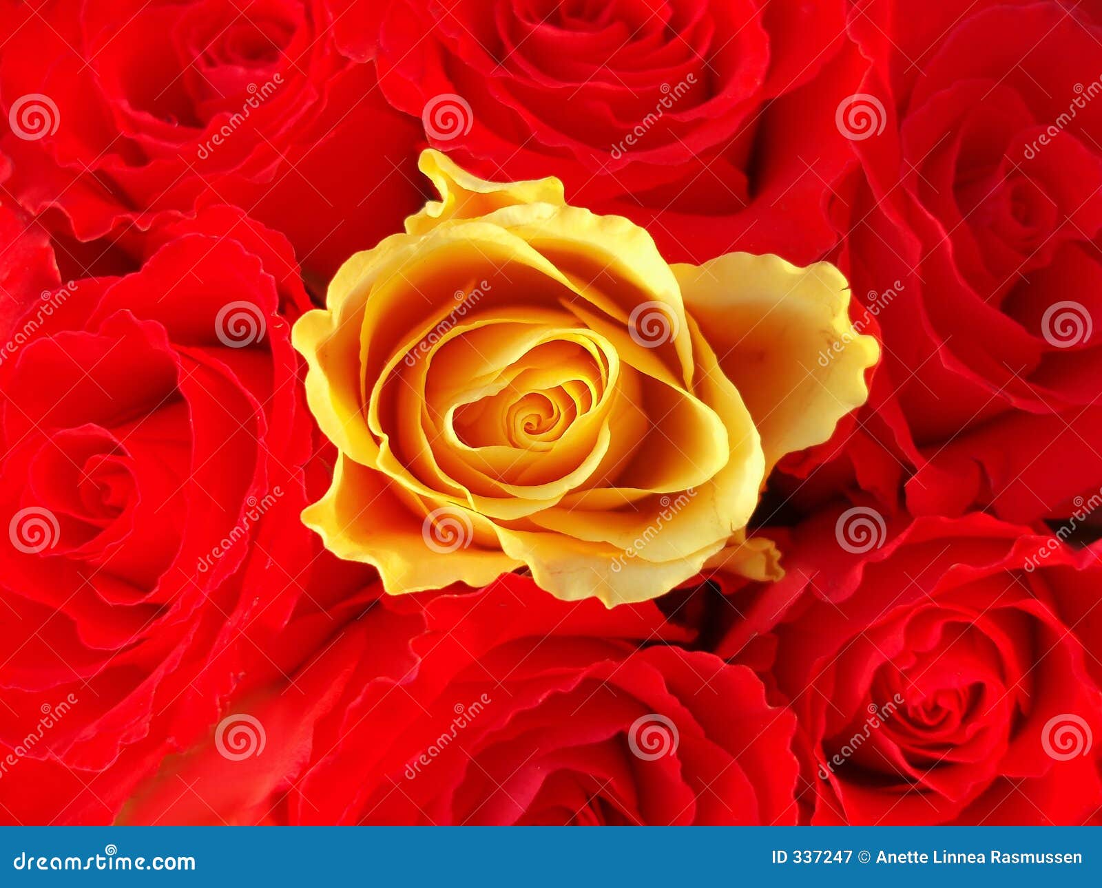 Groupe De Roses Rouges Avec Un Jaune Simple Un Image stock - Image du ...